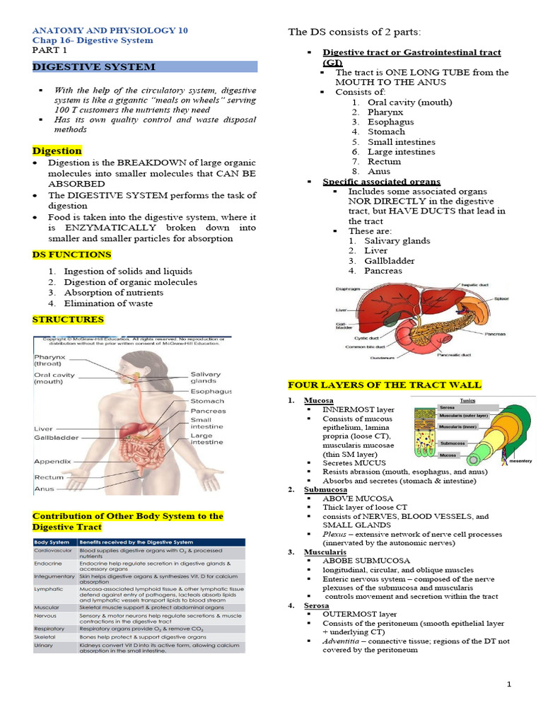 Anaphy Digestive System - Handout | PDF | Liver | Stomach