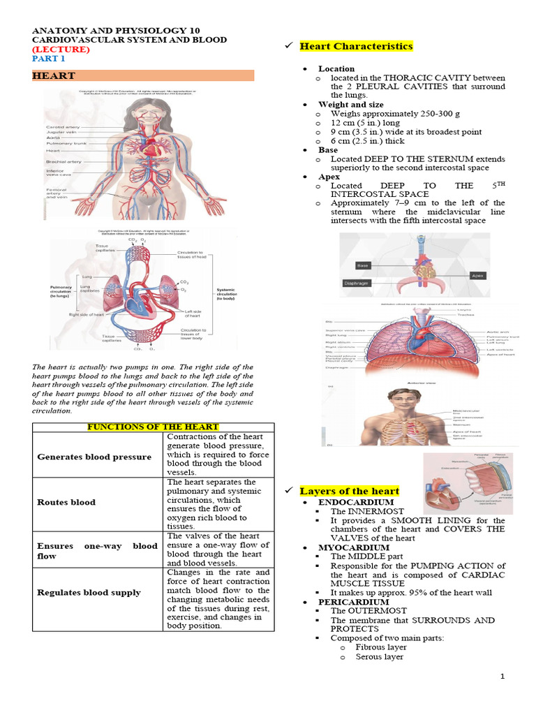 Anaphy Cardiovascular Lec - Handout | PDF | Heart | Coronary Circulation