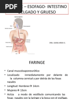 ESÒFAGO (Anatomía, Embriología, Histología y Fisiología) | PDF ...