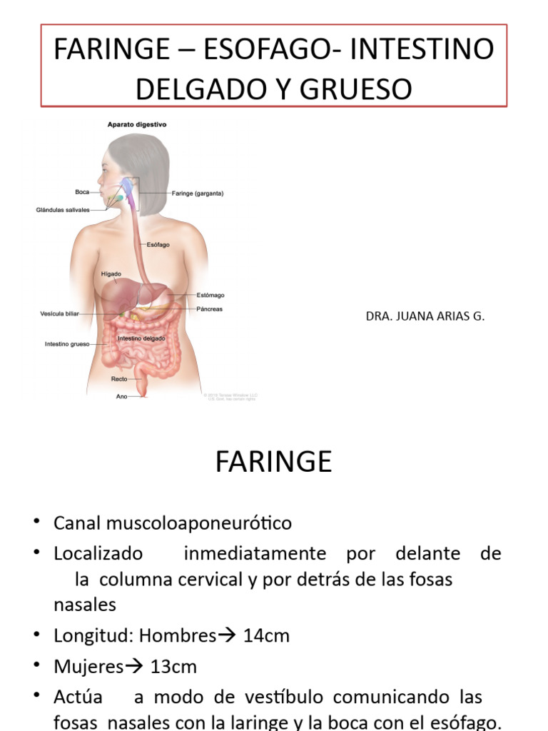 Faringe-Esofago-I. Delgado y Grueso | PDF | Estómago | Nervio vago