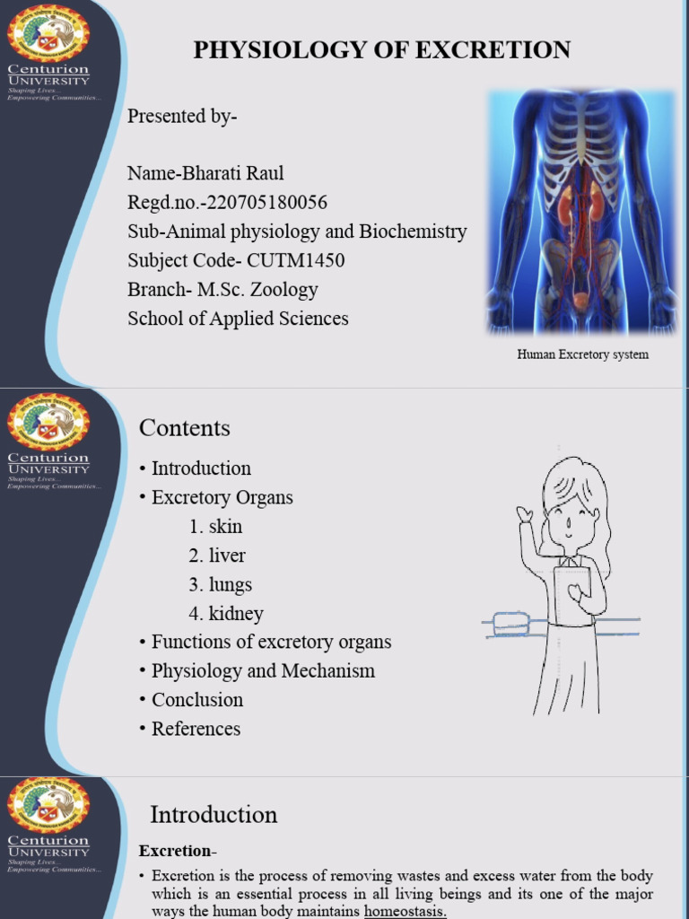 Physiology of Excretion 220705180056 | PDF | Excretion | Kidney