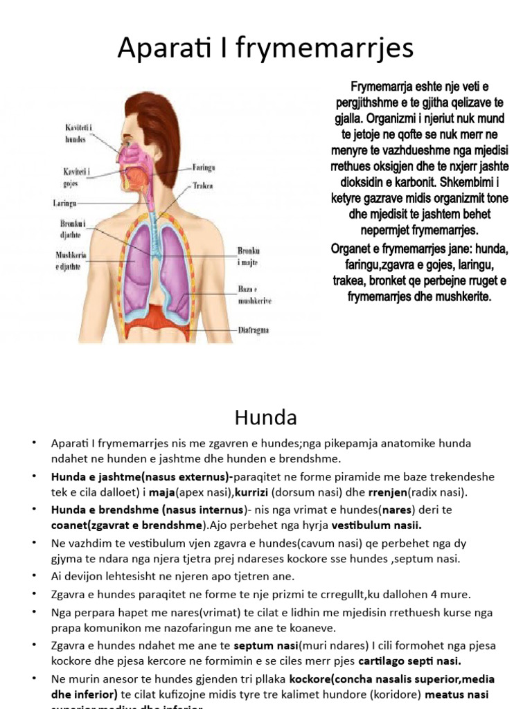 Aparati I Frymemarrjes | PDF