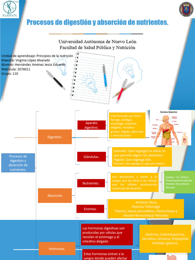 Procesos de Digestión y Absorción de Nutrientes | PDF | Digestión ...