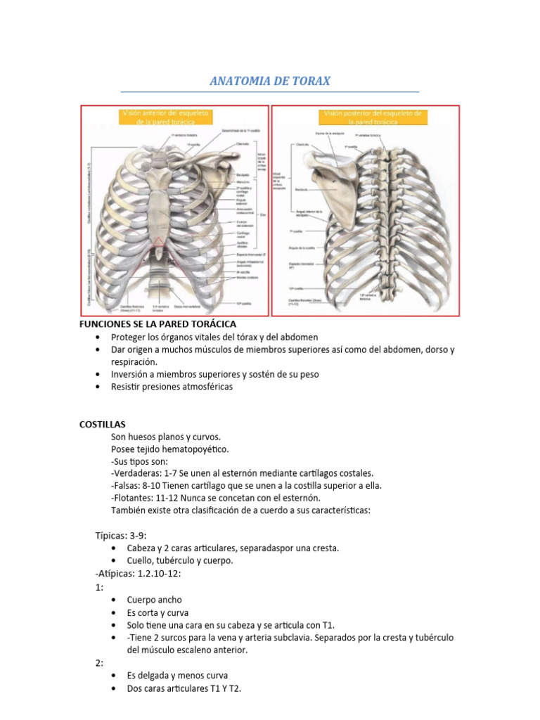 Anatomia de Torax | PDF | Aorta | Tórax