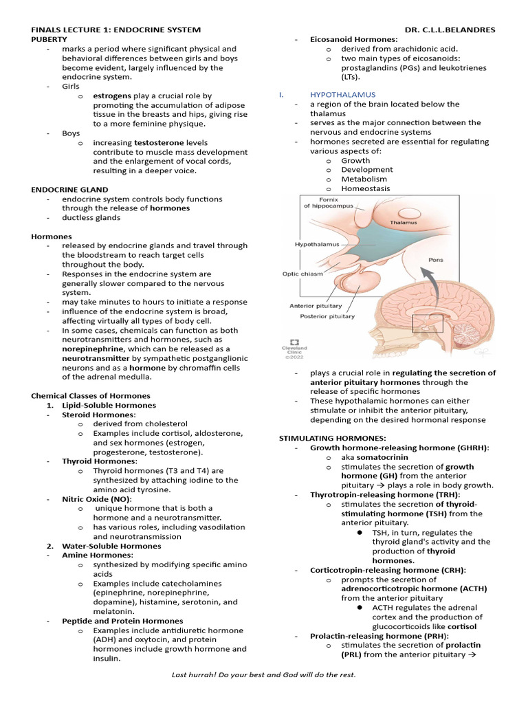 Endocrine System Handouts | PDF | Adrenal Gland | Luteinizing Hormone