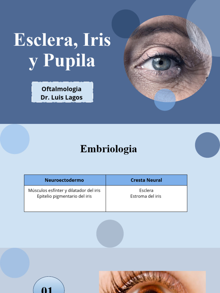 Esclera, Iris y Pupila 4'.0 | PDF | Ojo humano | Nervio