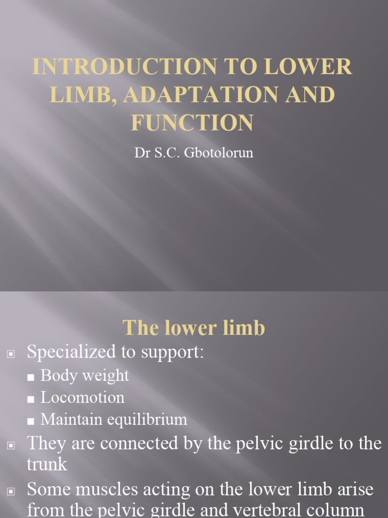 Introduction To Lower Limb, Adaptation and Function 3 PDF | PDF | Human ...