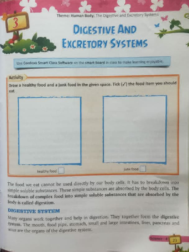 Excretory Systems: Digestive and | PDF | Human Digestive System | Digestion