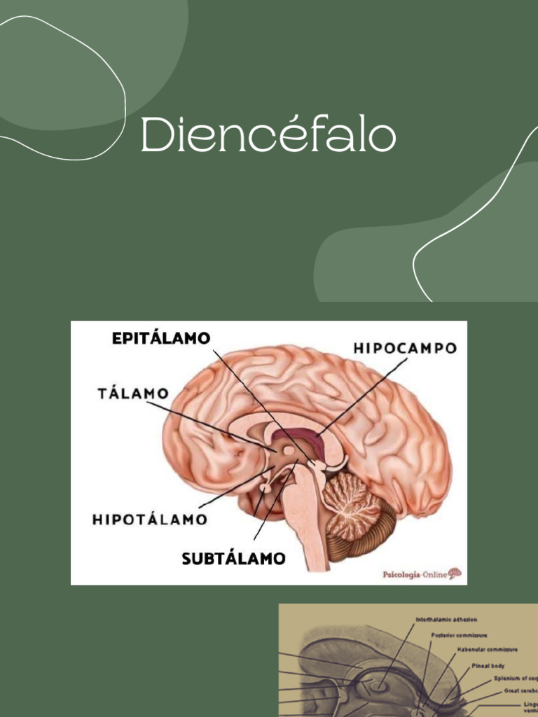 Green Blobs Basic Simple Presentation | PDF | Hipotálamo | Anatomía humana