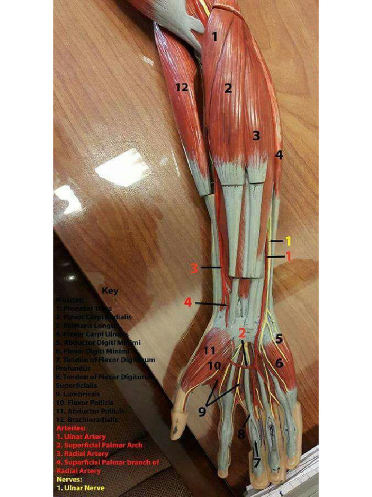 Anatomy Ospe Compiled by DR XD | PDF