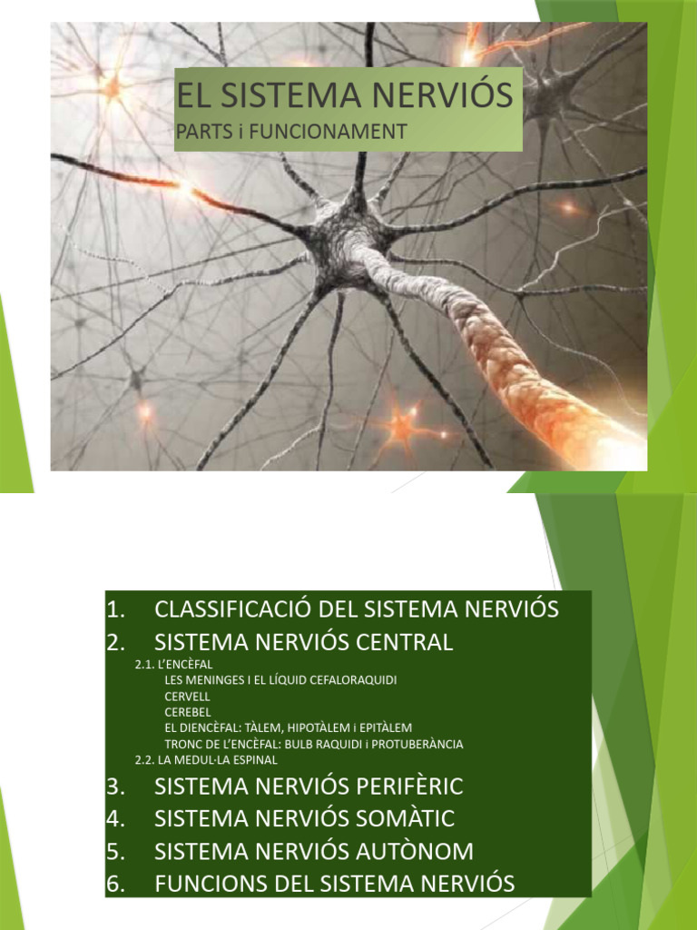 Funcionament Sistema Nerviós | PDF