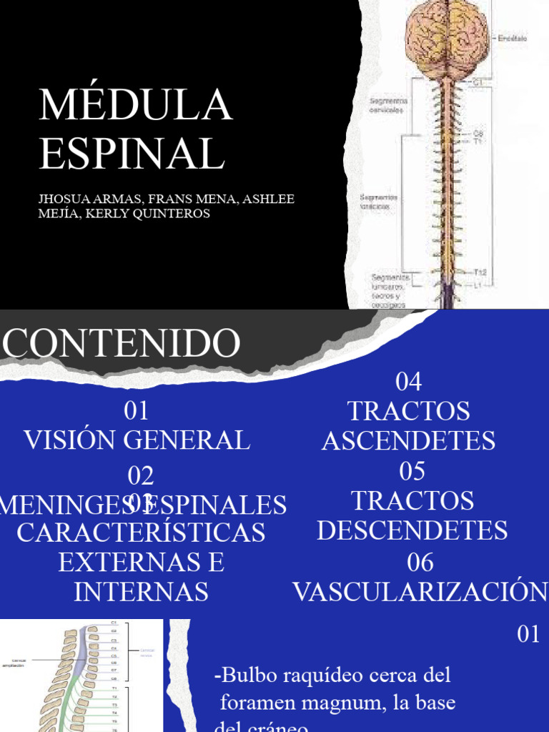 Médula Espinal | PDF | Médula espinal | Materia gris