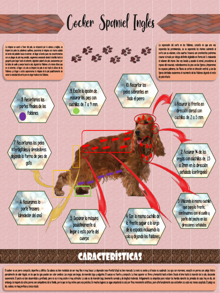 Cocker Spaniel Inglés | PDF