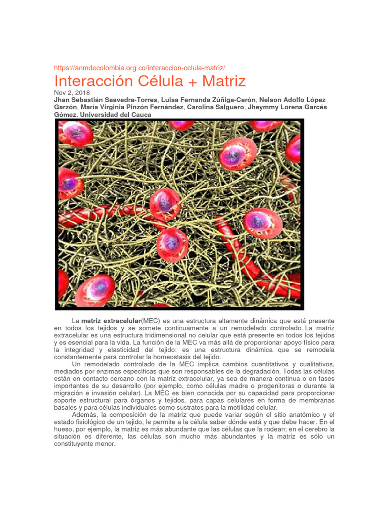 Interacción celular | PDF | La matriz extracelular | Biología Celular)