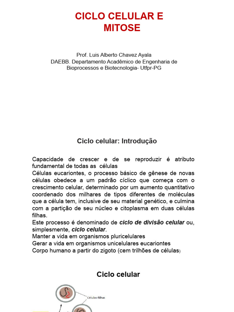 Ciclo Celular e Mitose | PDF | Mitose | Célula (Biologia)