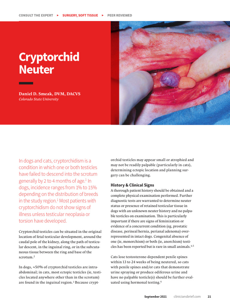 Cryptorchid Neuter | PDF | Testicle | Abdomen