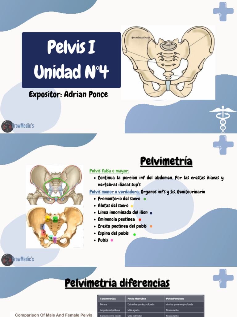 Anatomía y Pelvimetría de la Pelvis | PDF | Pelvis | Sistema esquelético