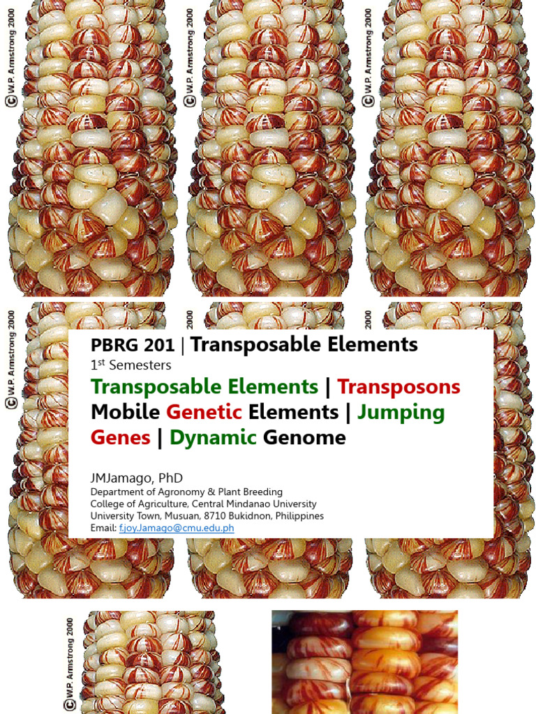 PBRG 201 Plant Ttransposons (Consolidated) | PDF | Transposable Element | Genome