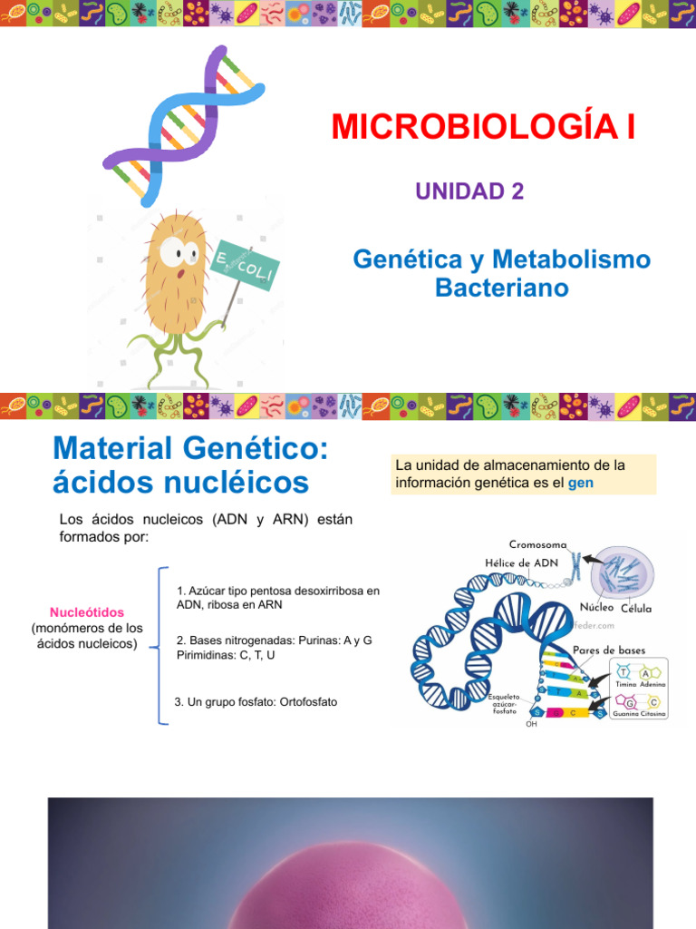 Semana 5-6 Micro I | PDF | Adn | Gene