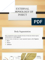 Insect Body Segmentation Guide | PDF | Insects | Arthropodology