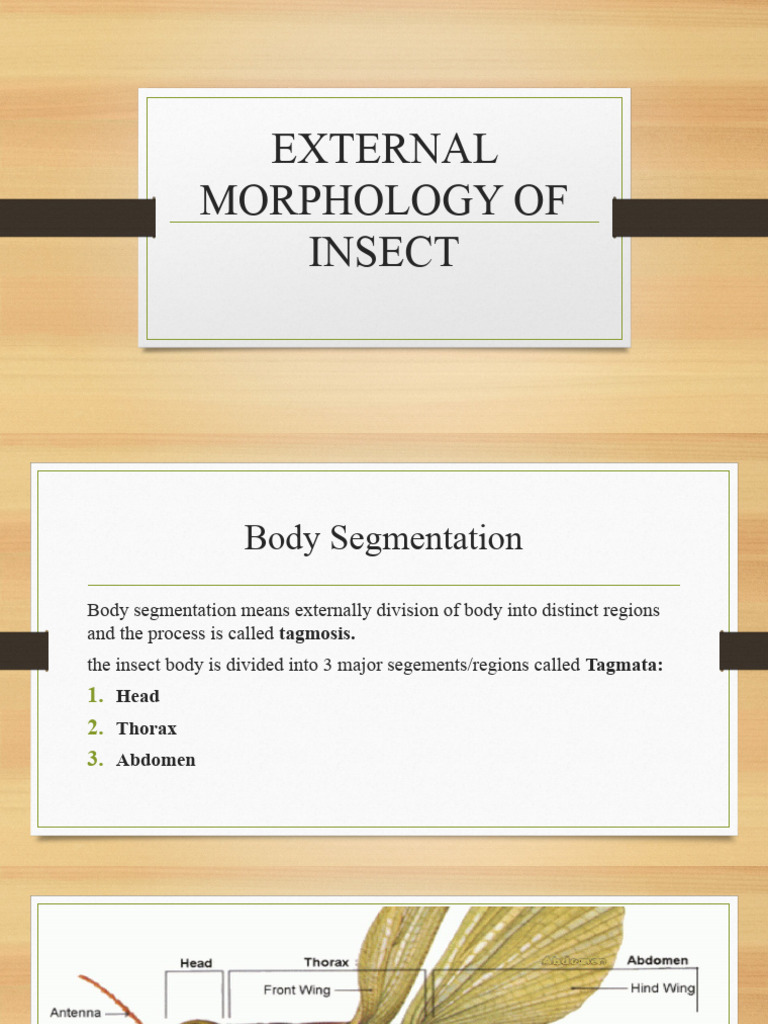 Insect External Morphology Guide | PDF | Insects | Arthropodology
