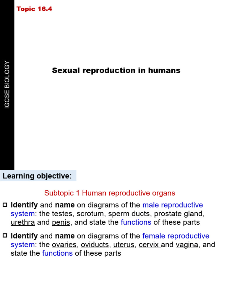 Human Reproductive System Overview | PDF | Reproductive System ...