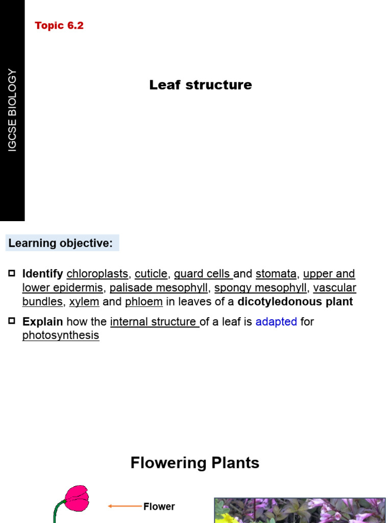 6.2 Leaf Structure | Download Free PDF | Leaf | Stoma