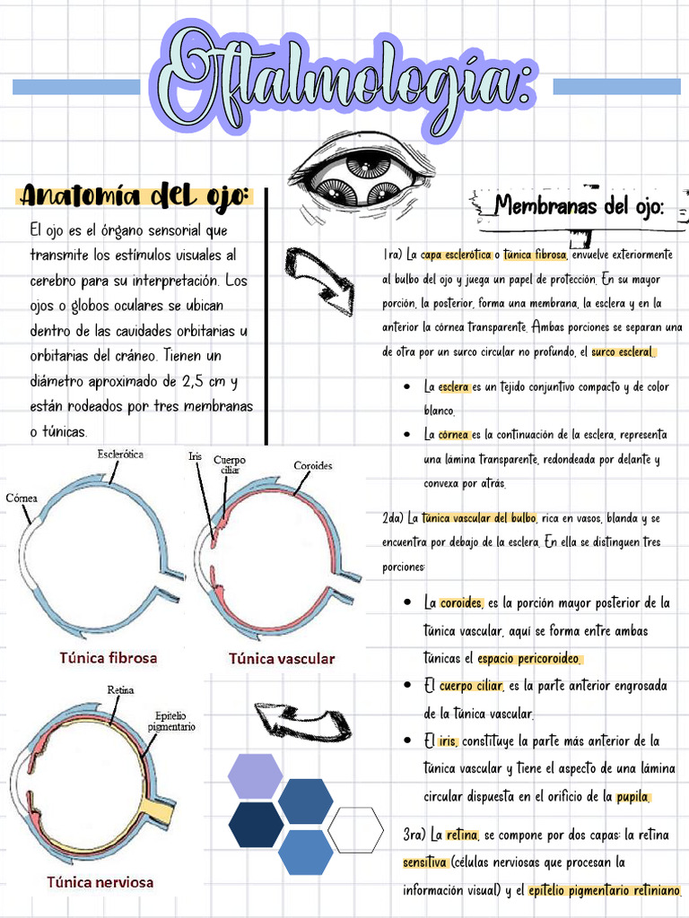 Anatomia Del Ojo | PDF | Ojo humano | Ojo