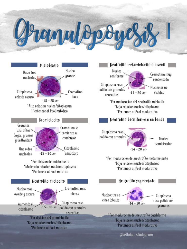 Granulopoyesis I | PDF | Nucleo celular | Biología Celular