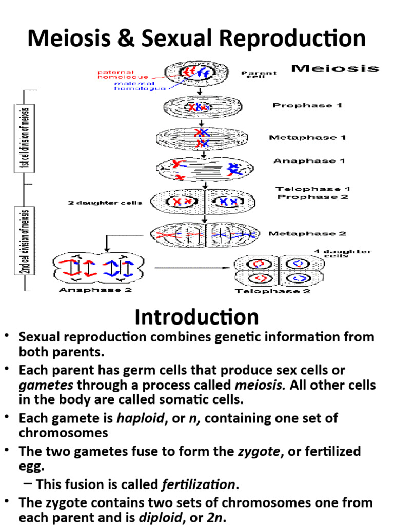 11 - Meiosis & Sexual Reproduction | PDF | Meiosis | Mitosis