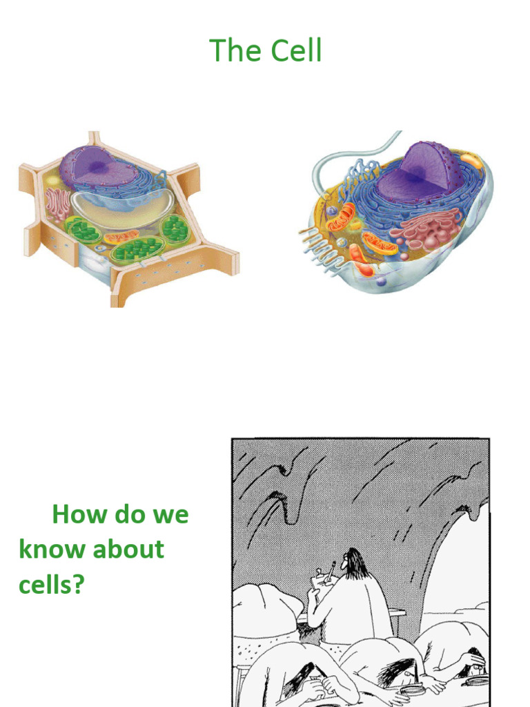 3-Techniques in Cell Biology | Download Free PDF | Electron Microscope ...