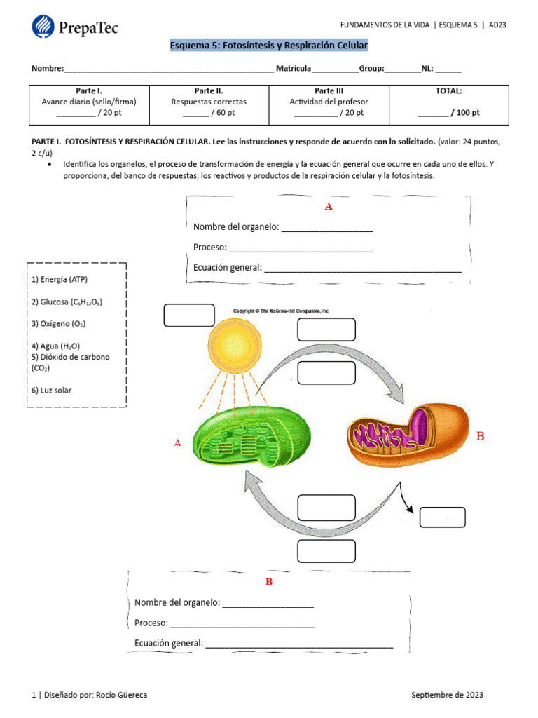 Fotosintesis y Respiracion | PDF | Respiración celular | Fermentación