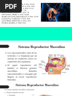 Anatomía del Cuerpo de Highmore | PDF | Testículo | Próstata