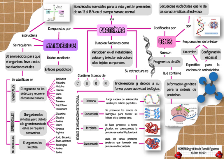 MAPA CONCEPTUAL DE GENES, PROTEÍNAS Y AMINOÁCIDOS | PDF