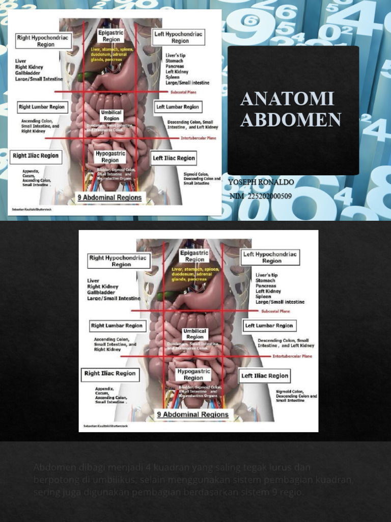 Anatomi Abdomen | PDF