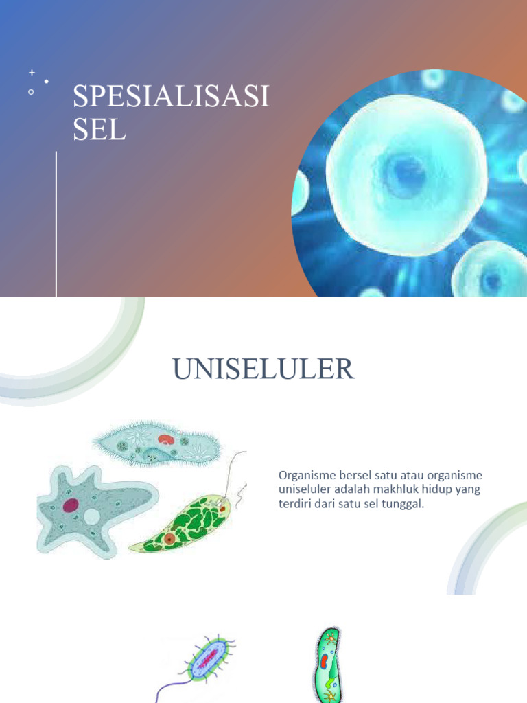Spesialisasi Sel pada Hewan dan Tumbuhan | PDF