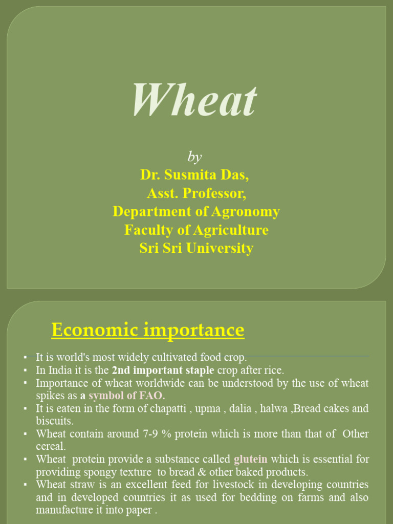 Wheat | PDF | Wheat | Sowing