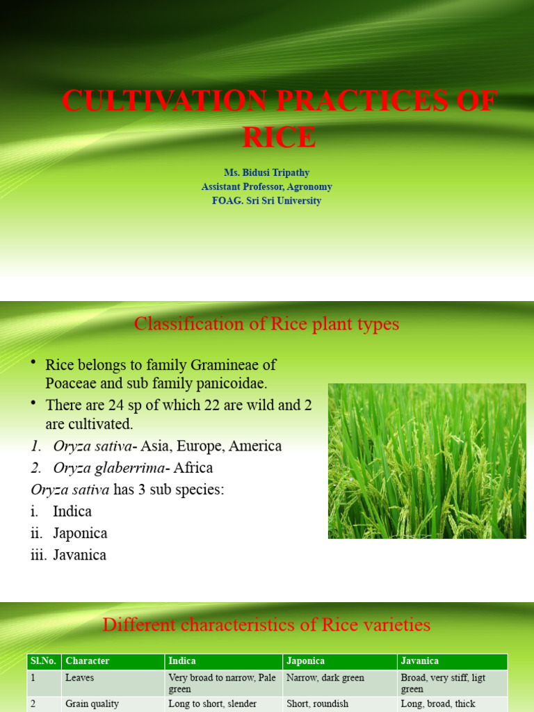 Rice Cultivation Practices Explained | PDF | Redox | Soil