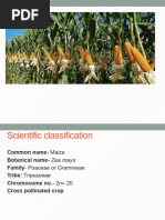Maize Floral Biology and Structure | PDF | Flowers | Maize