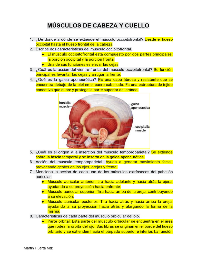 Musculos de Cabeza y Cuello Preguntas Anatomia CyC Martin Huerta | PDF | Tejido suave | Sistema ...