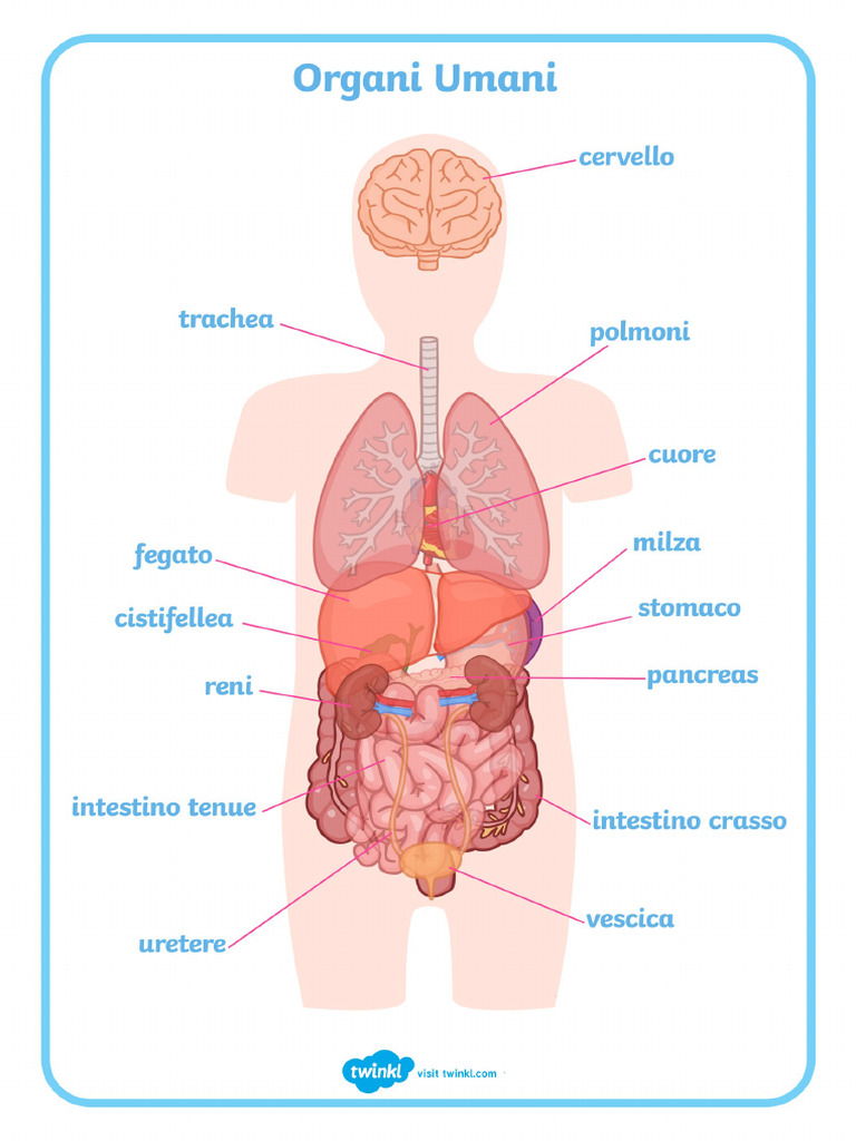 IT T2 S 055 Gli Organi Del Corpo Umano Poster - Ver - 1 | PDF