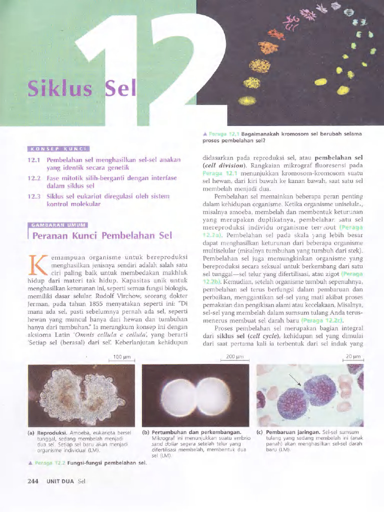 Bab 12. Siklus Sel | PDF | Kesehatan Holistik