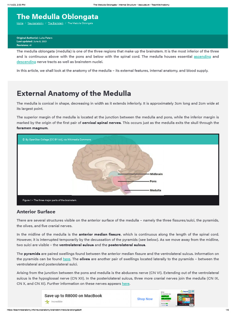 The Medulla Oblongata - Internal Structure - Vasculature - TeachMeAnatomy | PDF | Brainstem | Brain