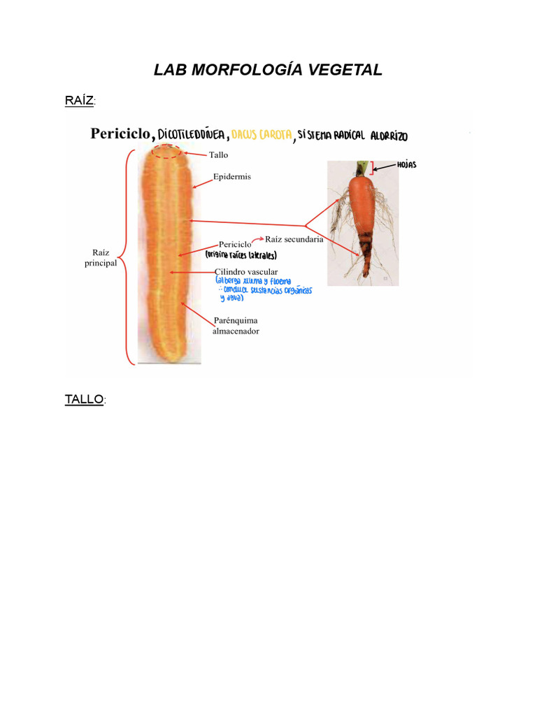 Examen de Lab 2 Bioveg | PDF