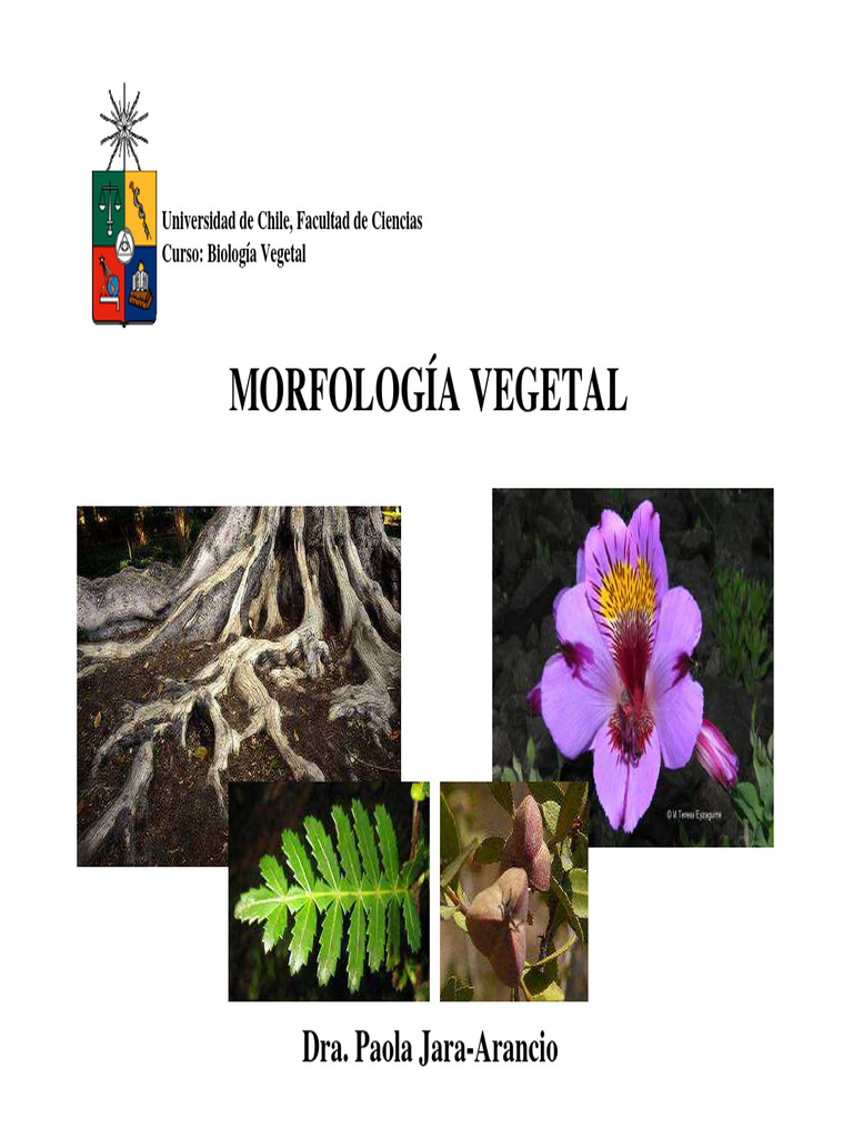 Morfología vegetal | PDF | Tallo de la planta | Flores