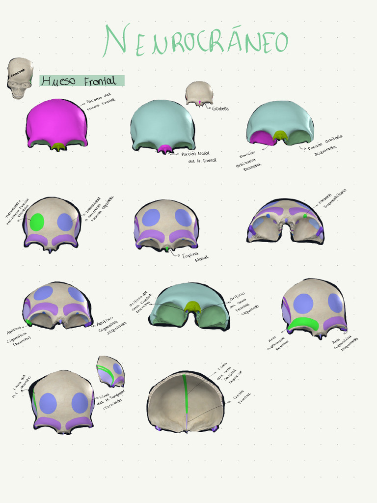 Apuntes Anatomía Huesos Pdf Anatomía Sistema Musculoesquelético