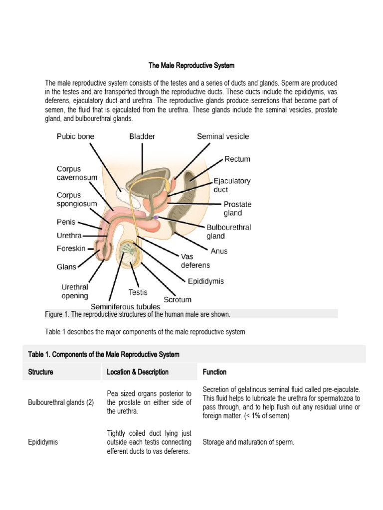 Chapter 4 | PDF | Reproductive System | Mammal Reproductive System