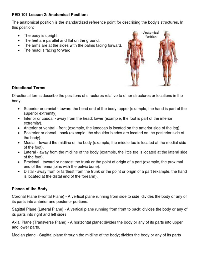 Anatomical Position Direction and Terms | Download Free PDF ...
