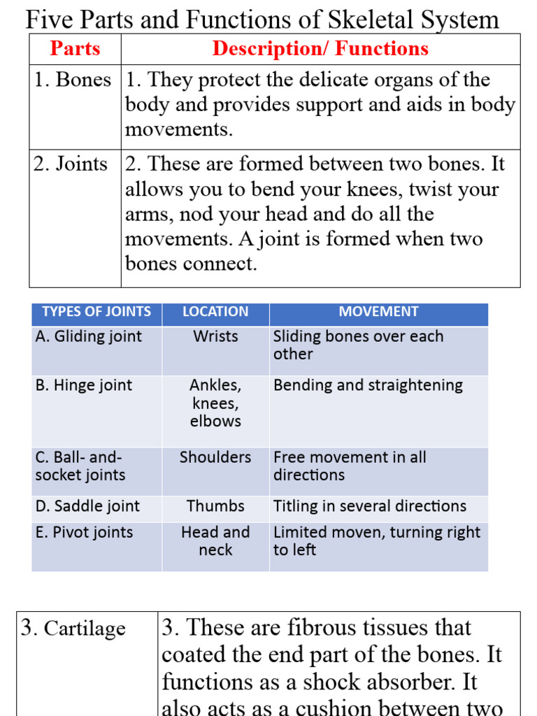 Parts and Functions of the Skeletal System | PDF | Bone | Skeleton
