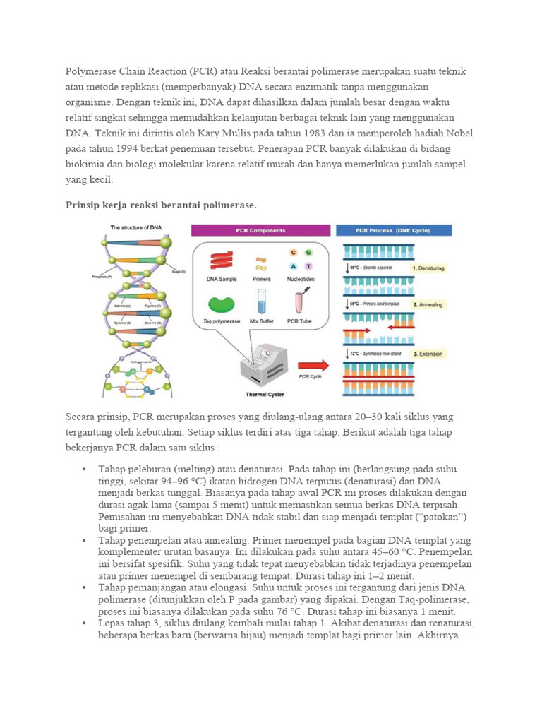 Prinsip Kerja PCR | PDF